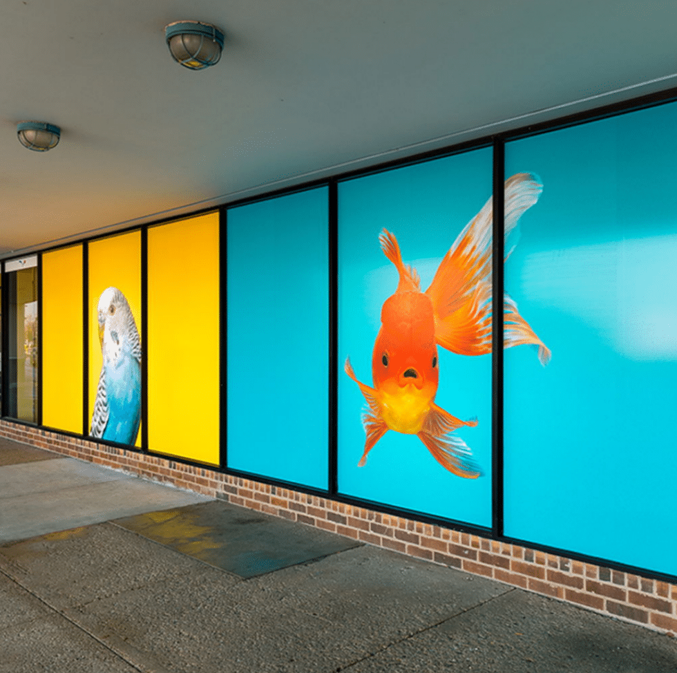Retail Window Graphics - Pratt